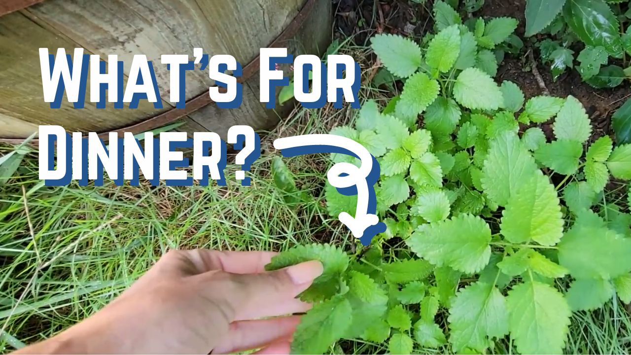 Foraging & Plant Identification – Videos – Mother Earth News